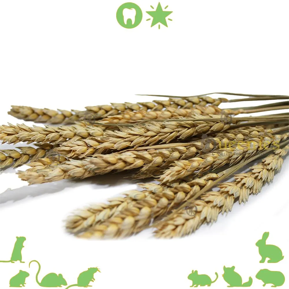 Hele Tarwe aren 20 stuks als gezonde voeding voor knaagdieren